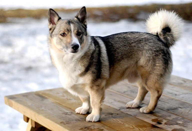 Why You Need To Know Everything About Corgi Husky Mix? - The Pet Town