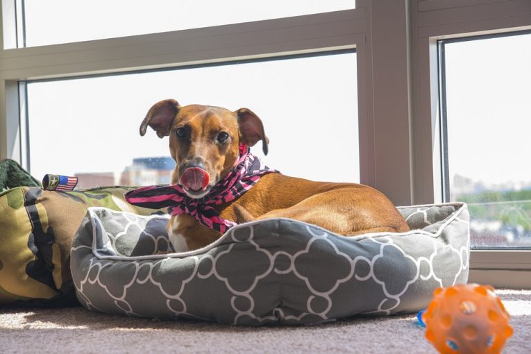 Large Dog Beds for Giant Dog Breeds: How to Pick the Best Bed? - The ...