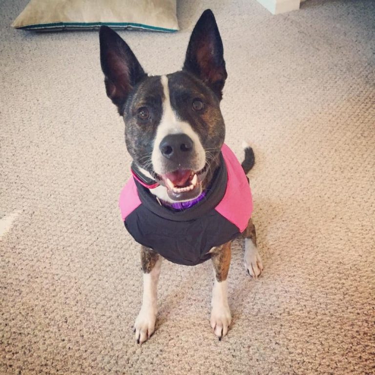 German Shepherd Pitbull Mix: All You Need To Know About This Breed ...