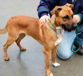 German Shepherd Pitbull Mix: All You Need To Know About This Breed ...