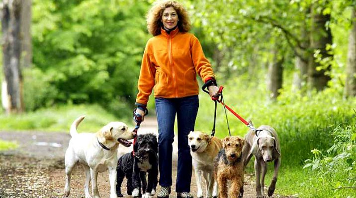 Qualities of a Fantastic Pet Sitter - The Pet Town