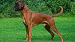 Boxer vs. Pit Bull Terriers - The Pet Town