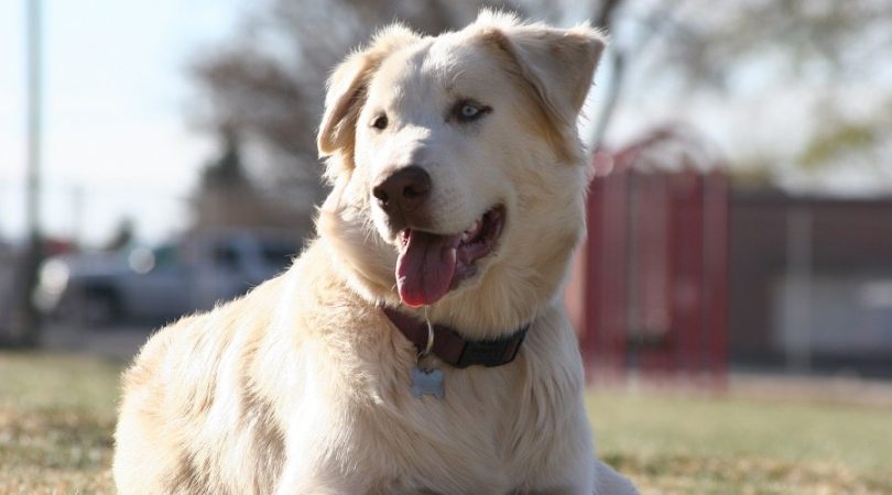 Husky Lab Mix - A Detailed Guide You Need to Know - The Pet Town