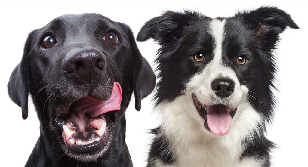 The Complete Guide to Border Collie Lab Mix (all you need to know ...