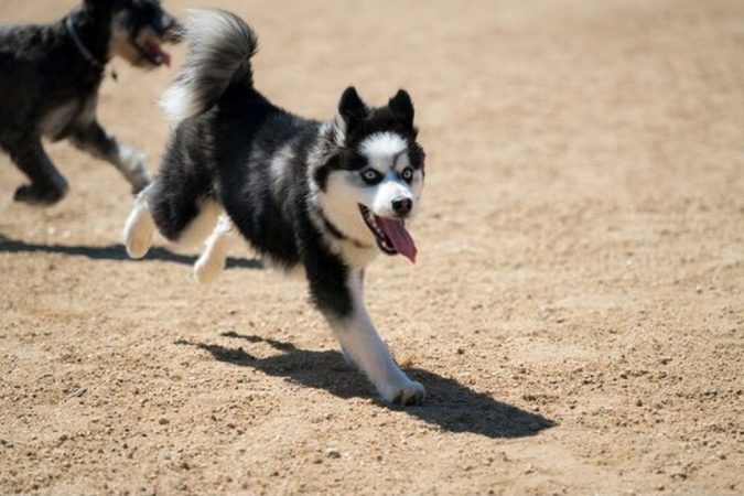 Things You Need to Know Before Buying a Pomsky - The Pet Town