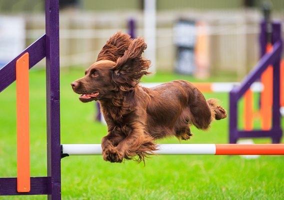 Dog Friendly Activities: 7 Fun Things to Do With Your Dog - The Pet Town