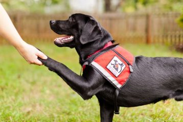 How Dogs are Trained to Become Service Dogs - The Pet Town