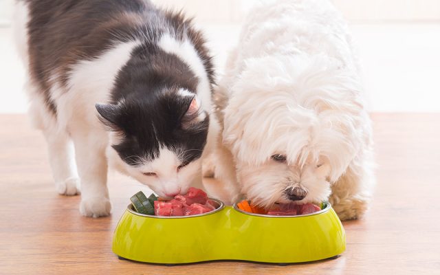 5 Things You Can Do To Keep Your Pet Healthy - The Pet Town