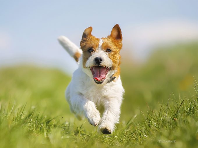 5 Things You Can Do To Keep Your Pet Healthy - The Pet Town