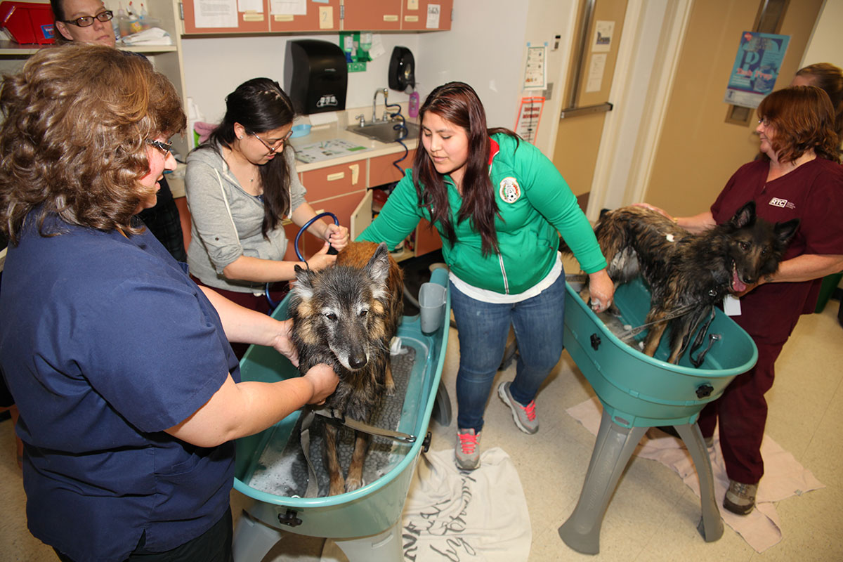 Benefits Of Classroom Pets The Pet Town Benefits Of Classroom Pets The Pet Town