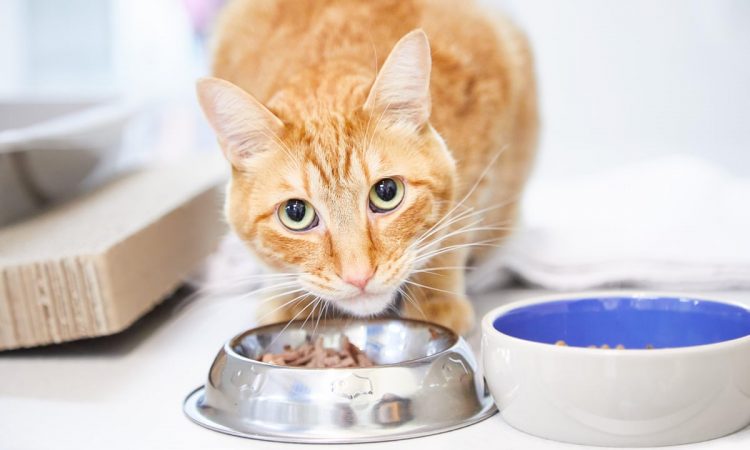 How to Get A Cat with Pancreatitis to Eat? - The Pet Town