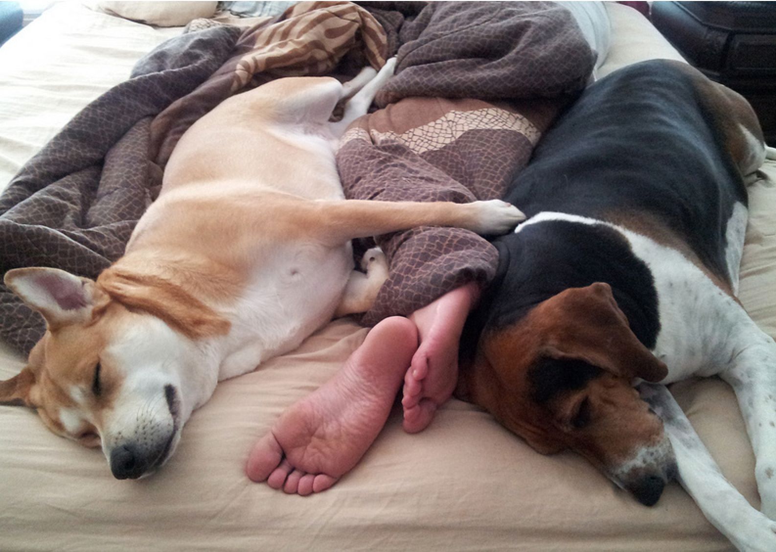 What Does It Mean When A Dog Lays On Your Feet? - The Pet Town
