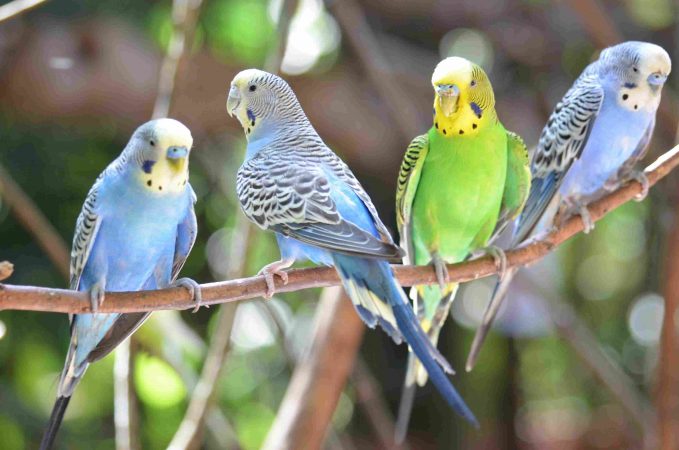 How Long Do Parakeets Live As Pets? - The Pet Town