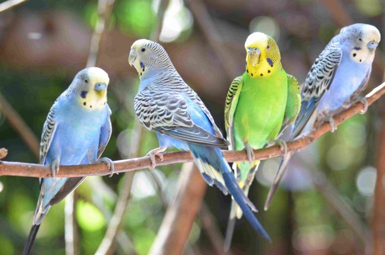 How Long Do Parakeets Live As Pets? - The Pet Town