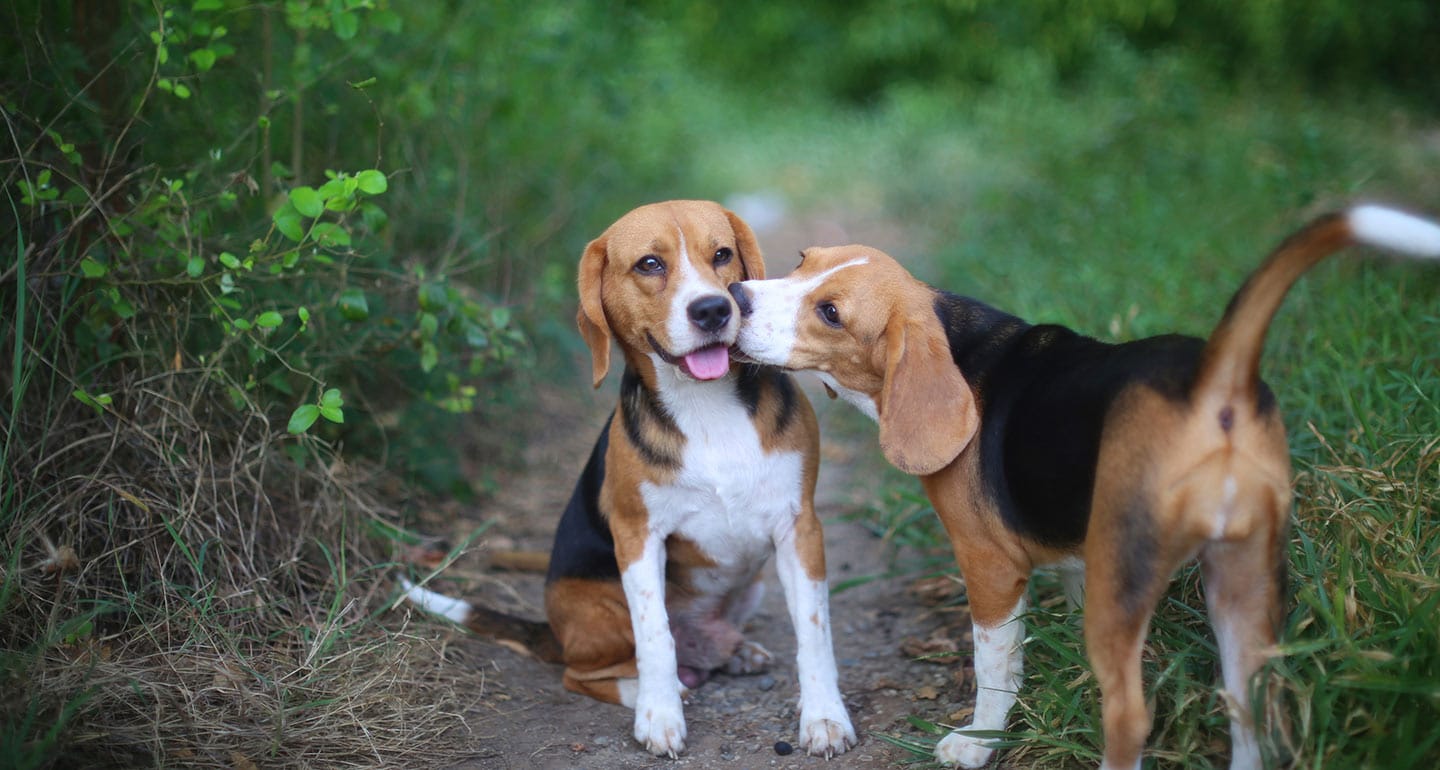How Long Does A Beagle Live? - The Pet Town
