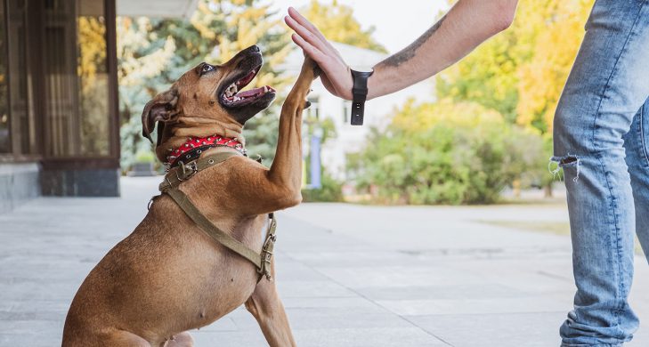 5 Tips To Control Your Adult Dog - The Pet Town