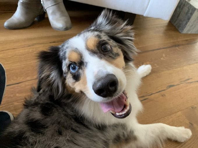 Complete Guide of Mini Australian Shepherd - Facts You Need to Know ...