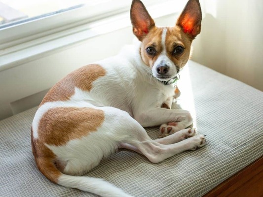 The Good and Not-So-Good Traits of Chihuahua Terrier Mix Breeds - The ...