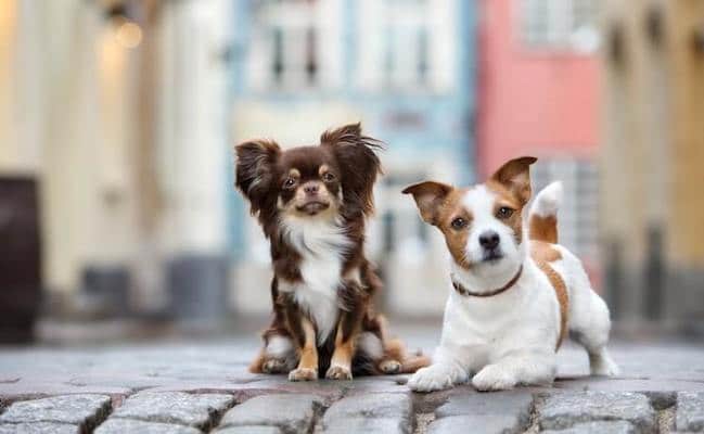 The Good and Not-So-Good Traits of Chihuahua Terrier Mix Breeds - The ...