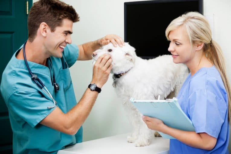 Key Things to Remember Before Getting A Pet - All You Need to Know ...