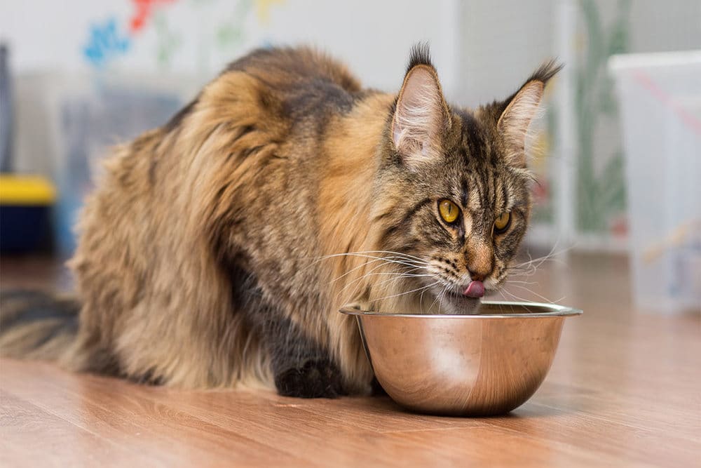 What Is The Best Food For A Cat With Hyperthyroidism The Pet Town What Is The Best Food For A Cat With Hyperthyroidism The Pet Town
