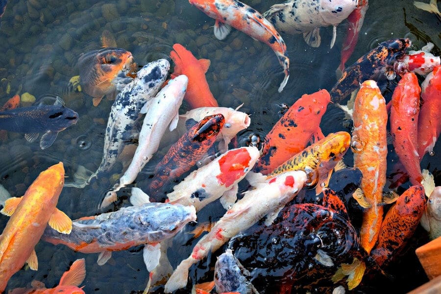 A Beginner’s Guide to Keeping Koi Carp - The Pet Town