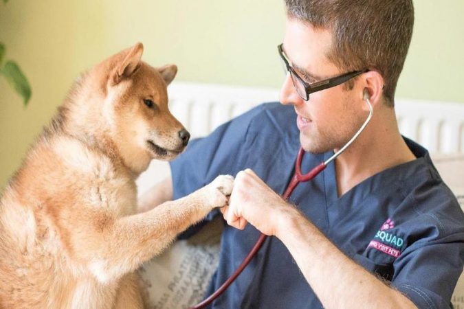 How Long After Death Can A Necropsy Be Performed On A Dog - The Pet Town