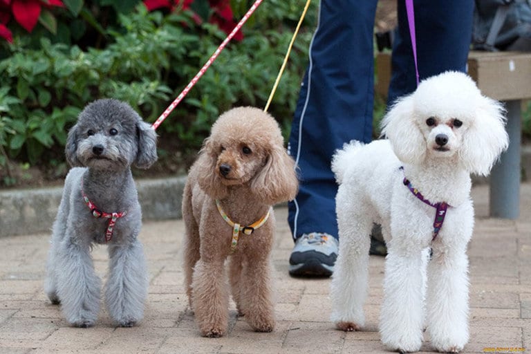 How Long Do Miniature Poodles Live - How to Care for Them the Right Way ...
