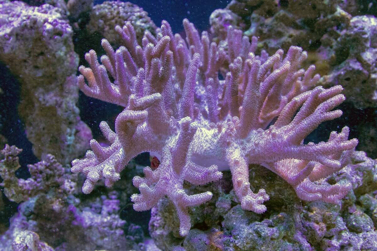 Top 10 Beginner’s Corals for Your First Reef Aquarium - The Pet Town
