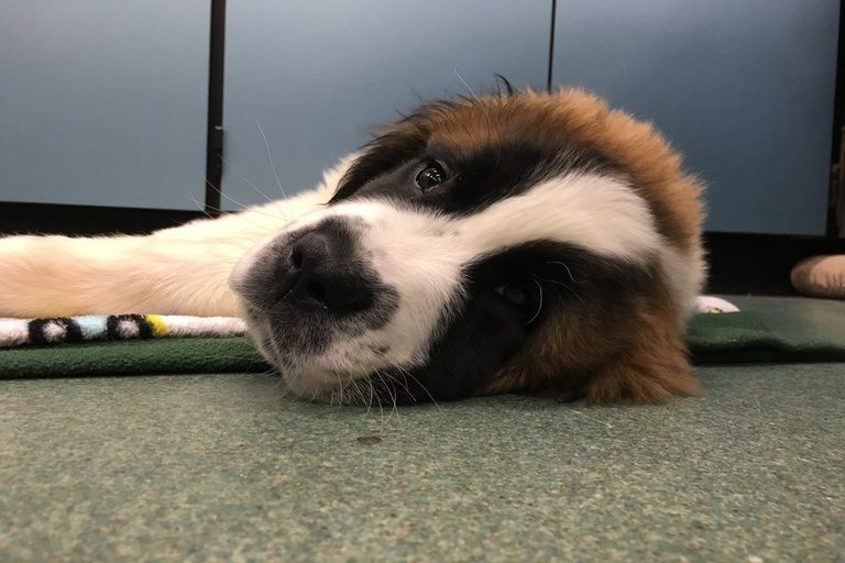 Saint Bernard Price Range - What Is the Cost and Types of Breeders ...