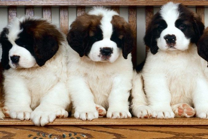 Saint Bernard Price Range - What Is the Cost and Types of Breeders ...