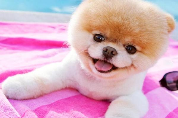 Boo Dog Price - How Much Do Pomeranians Cost? (All You Need to Know ...