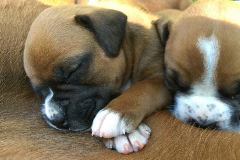 Boxer Dog Price Range - Most Important Factors That Affect the Overall ...