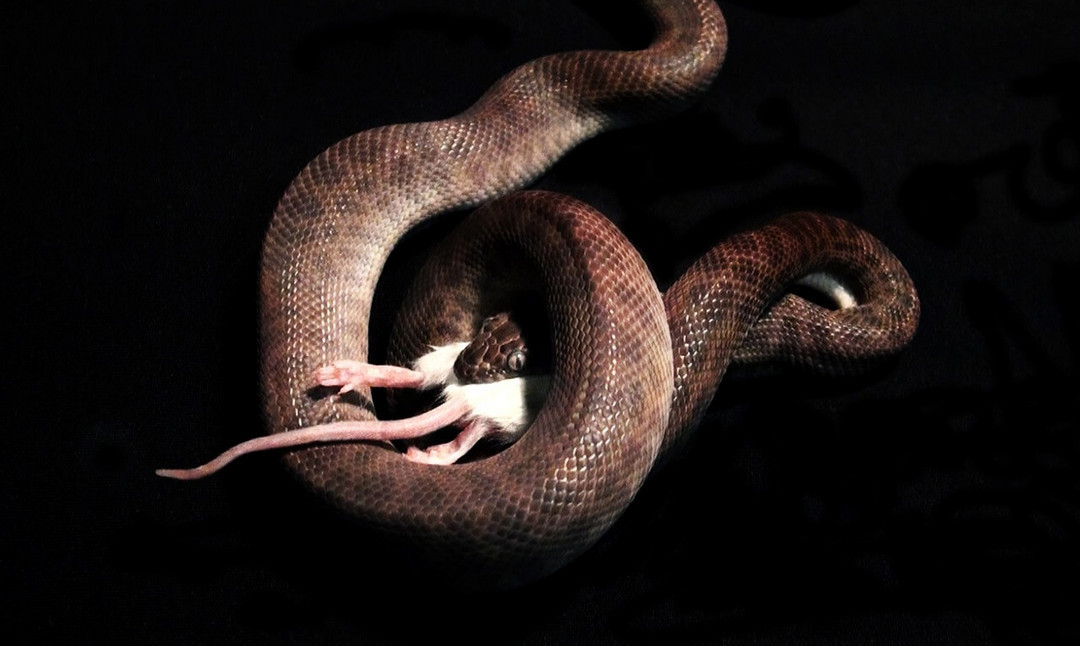 How Much Does It Cost To Feed A Pet Snake For One Month The Pet Town How Much Does It Cost To Feed A Pet Snake For One Month The Pet Town