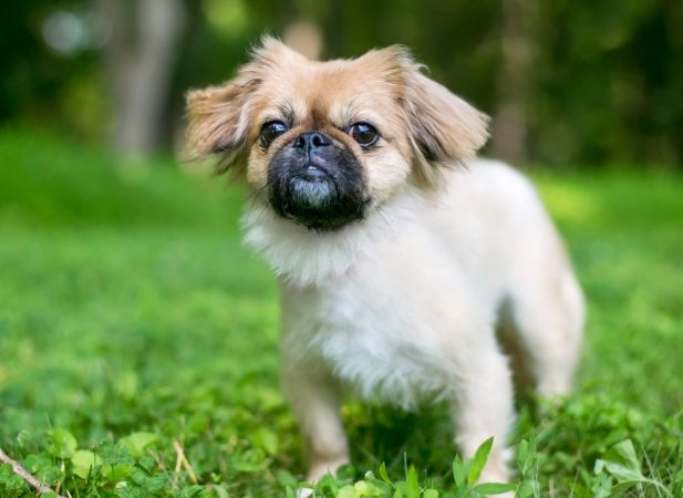 15 Smallest Teacup Dog Breeds Too Cute To Resist - The Pet Town