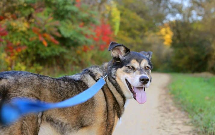 How to Help A Dog with Back Pain – Ease Your Dog’s Back Pain Symptoms ...