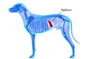 What Causes Spleen Problems In Dogs – Enlarged Spleen In Dogs - The Pet ...