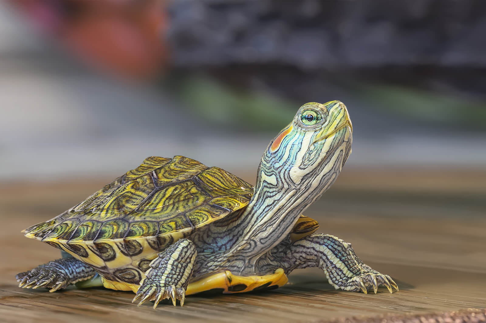 How to Tell If Your Turtle is Dying - The Pet Town