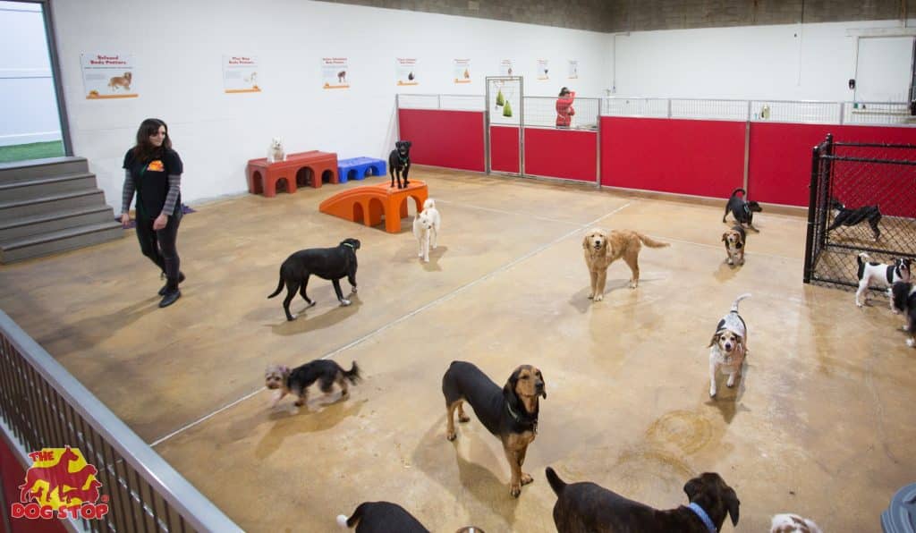 What Is Pet Boarding The Pet Town
