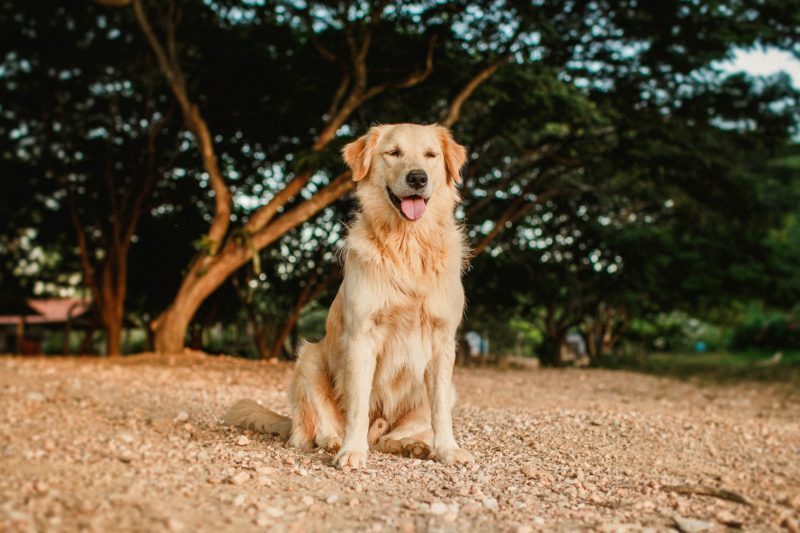 How to Get Your Dog Erect - The Pet Town