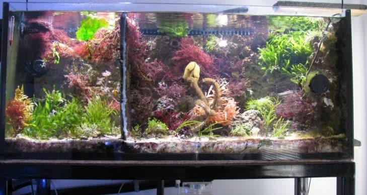 What is a Refugium? - The Pet Town