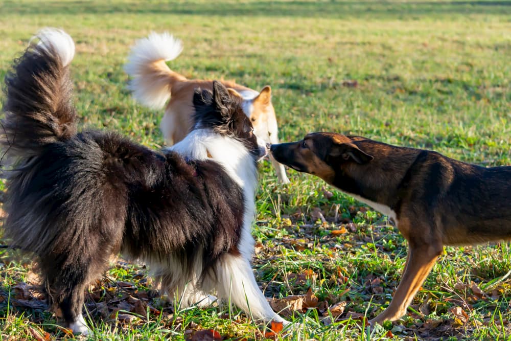 How to Get Your Dog Erect - The Pet Town