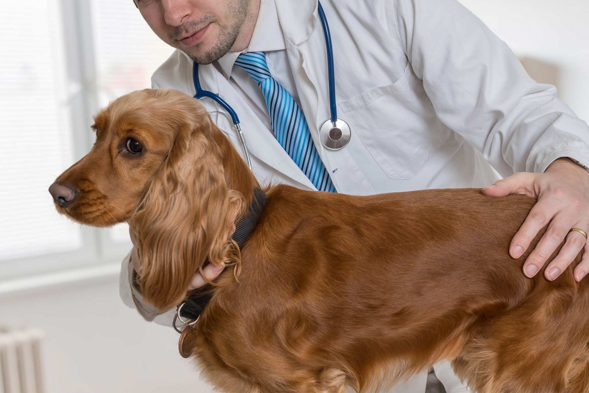 How Do You Treat a Testicular Infection in a Dog? - The Pet Town