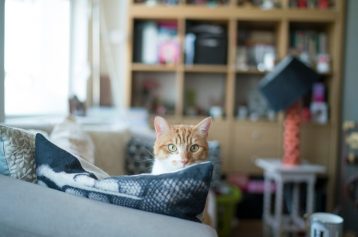How to Put Down a Cat Humanely at Home - The Pet Town
